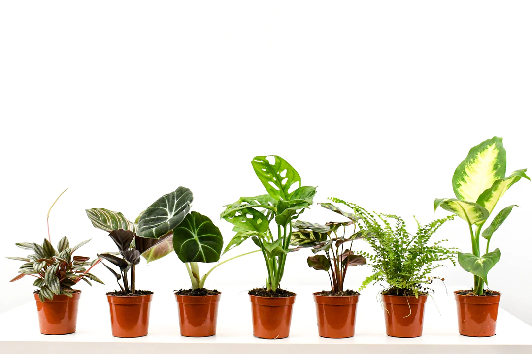 Our Bundle Deals Save Big on Your Favorites