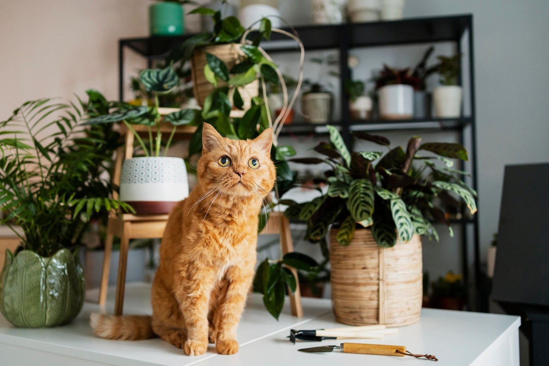 tall indoor plants safe for cats