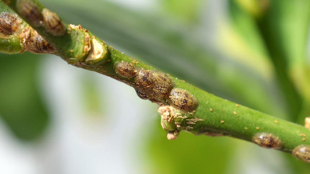 Common Houseplant Pests: Identification, Prevention, and Treatment.