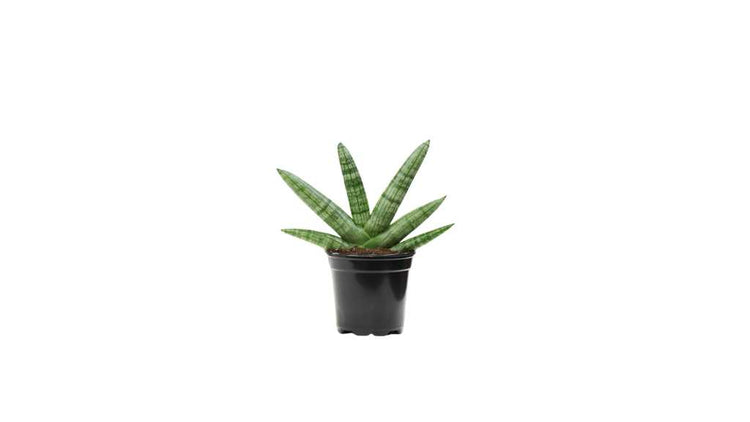 Sansevieria Boncel Starfish Plant Care Guide | Tips for Thriving Indoors