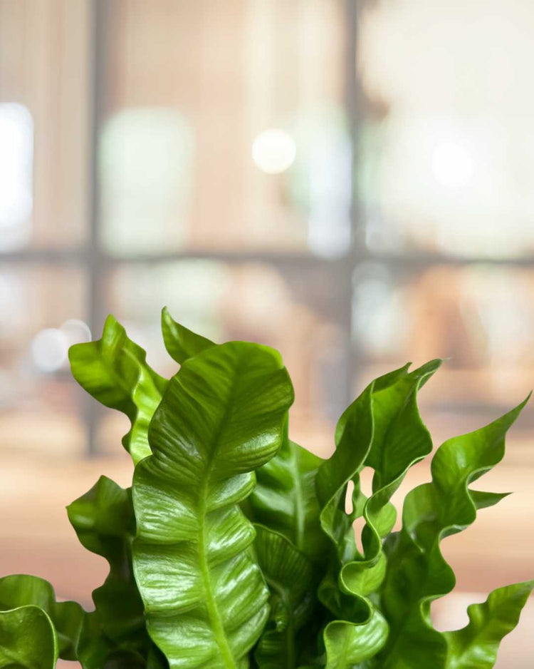 How to Take Care of Crispy Wave Fern | mygreenscape.ca | Mygreenscape ...
