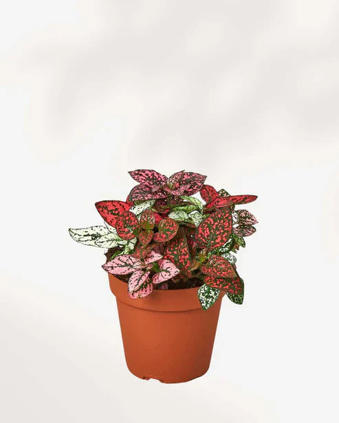 Polka Dot Pink Plant Care Guide