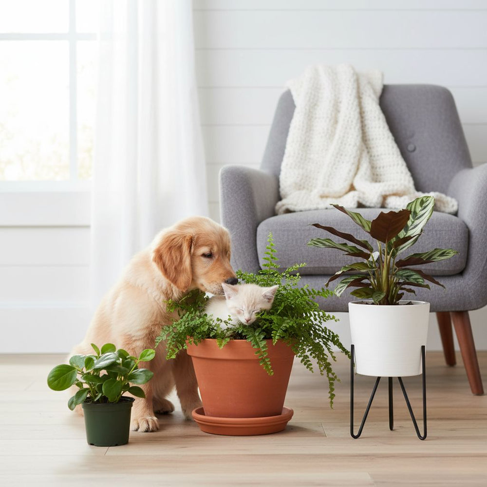 How to Care for Oxalis (Shamrock Plant): Complete Growing Guide