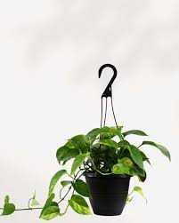 Buy Pothos Plants Online - MyGreenscape Nursery | Mygreenscape | Buy ...