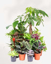 Bring the Outdoors In with Our Indoor Houseplant Bundle! | Mygreenscape ...