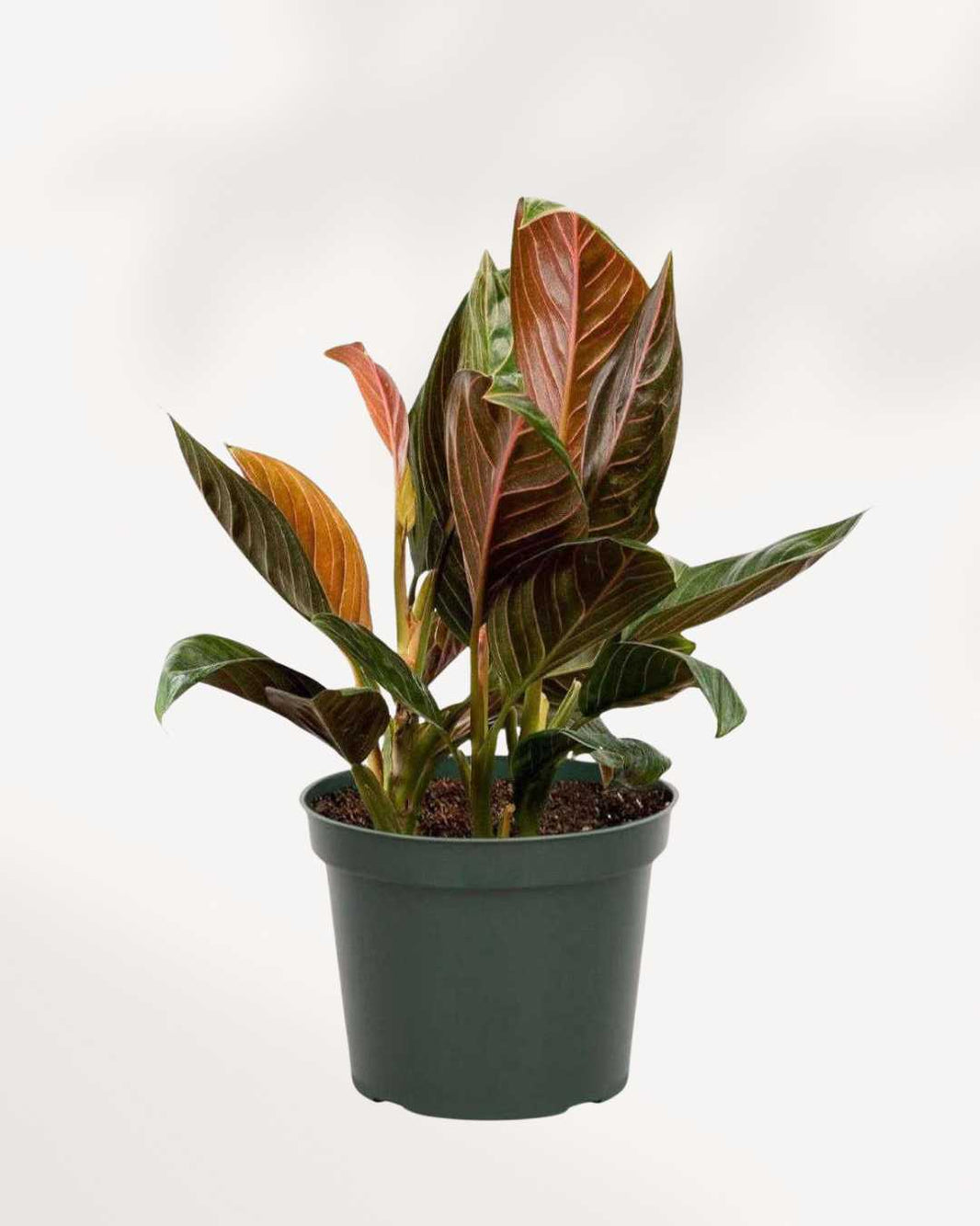 Small Indoor Plants for Every Space | Mygreenscape