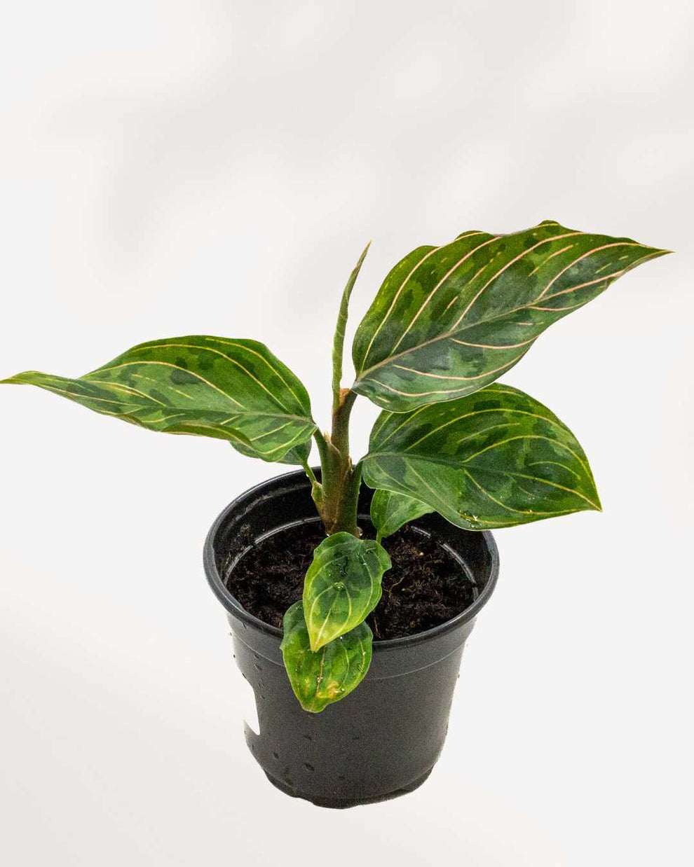 Chinese Evergreen Red Army | Buy Online - Vibrant Red Foliage ...