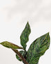 Chinese Evergreen Red Army | Buy Online - Vibrant Red Foliage ...