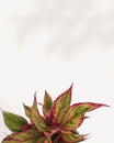 Chinese Evergreen Red Siam | Buy Online - Vibrant Red Indoor Plant ...