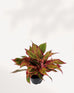 Chinese Evergreen Red Siam | Buy Online - Vibrant Red Indoor Plant ...