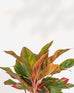 Chinese Evergreen Red Siam | Buy Online - Vibrant Red Indoor Plant ...