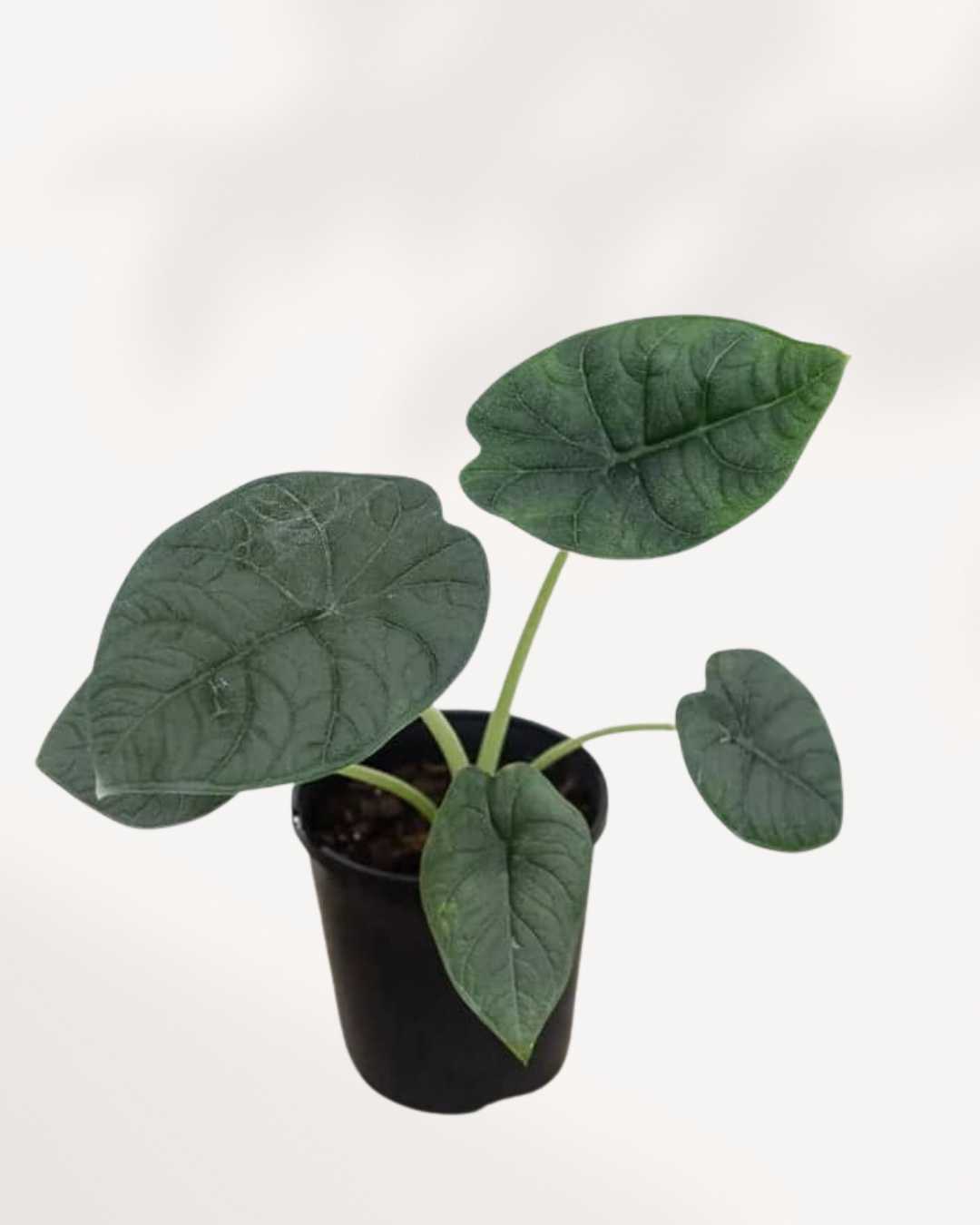 Buy Alocasia Melo Plants Online - Exquisite Velvet Alocasia Varieties