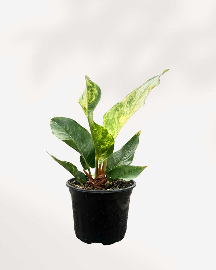 Anthurium Hookeri Variegata | Buy Online - Unique Variegated Houseplant ...