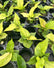 Anthurium Hookeri Variegata | Buy Online - Unique Variegated Houseplant ...