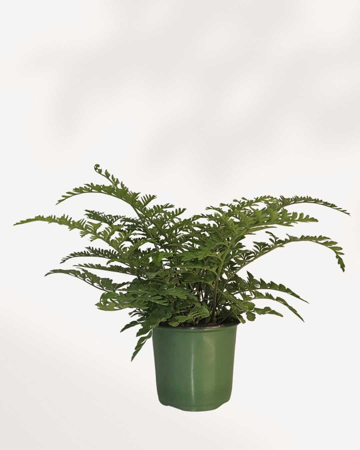 Ferns Collection | Buy Pet-Friendly Ferns Online | Mygreenscape | Buy ...