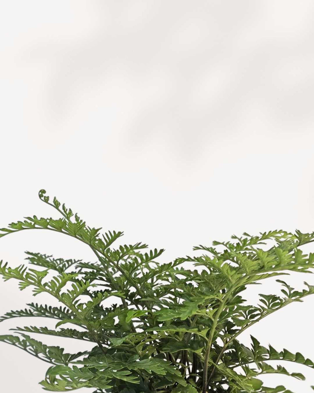 Ferns Collection | Buy Pet-Friendly Ferns Online | Mygreenscape | Buy ...