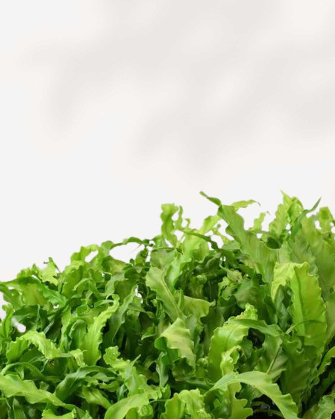 Ferns Collection | Buy Pet-Friendly Ferns Online | Mygreenscape | Buy ...