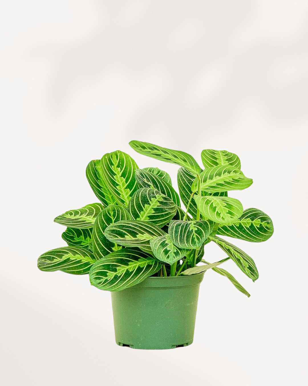 Discover Tranquility with Calathea Maranta Lemon Lime | Buy Online