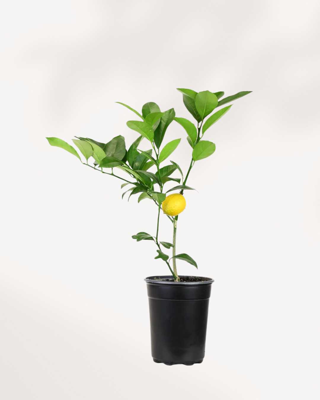 Citrus Meyer Lemon | Buy Online - Grow Fresh Lemons at Home ...