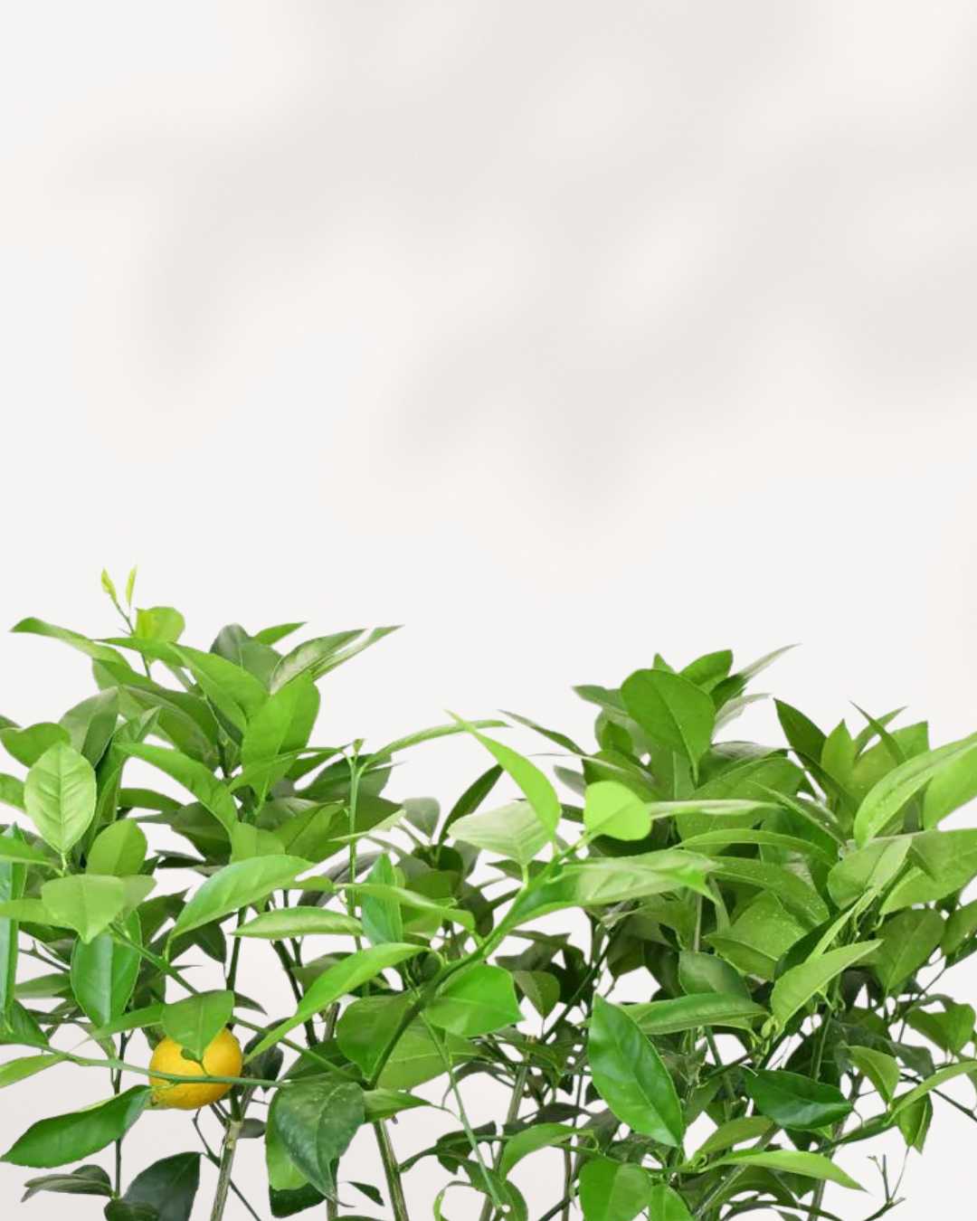 Citrus Meyer Lemon | Buy Online - Grow Fresh Lemons at Home