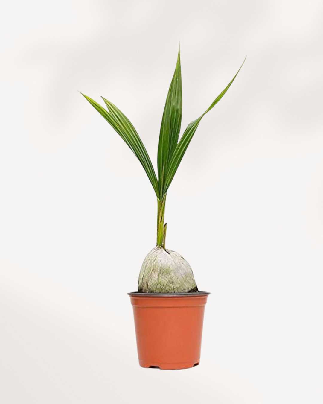 Cocotier (Cocos Nucifera) – Acheter en ligne | Palmier tropical d ...