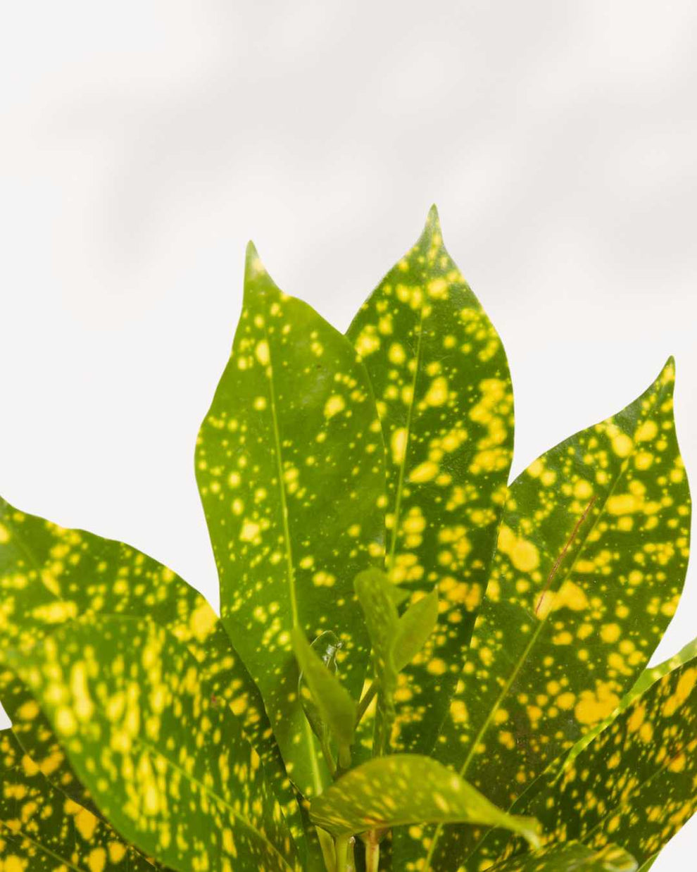 Croton Gold Dust | Buy Online - Vibrant & Easy-Care Houseplant