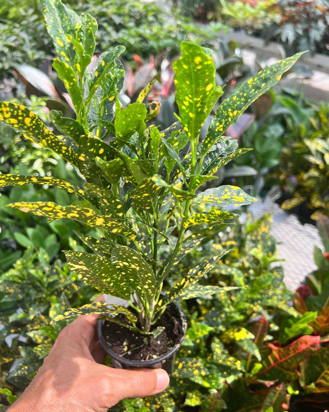 Croton Gold Dust | Buy Online - Vibrant & Easy-Care Houseplant