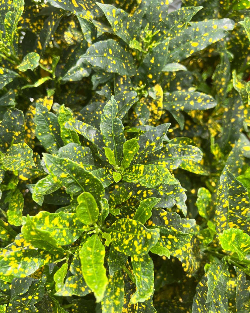 Croton Gold Dust | Buy Online - Vibrant & Easy-Care Houseplant