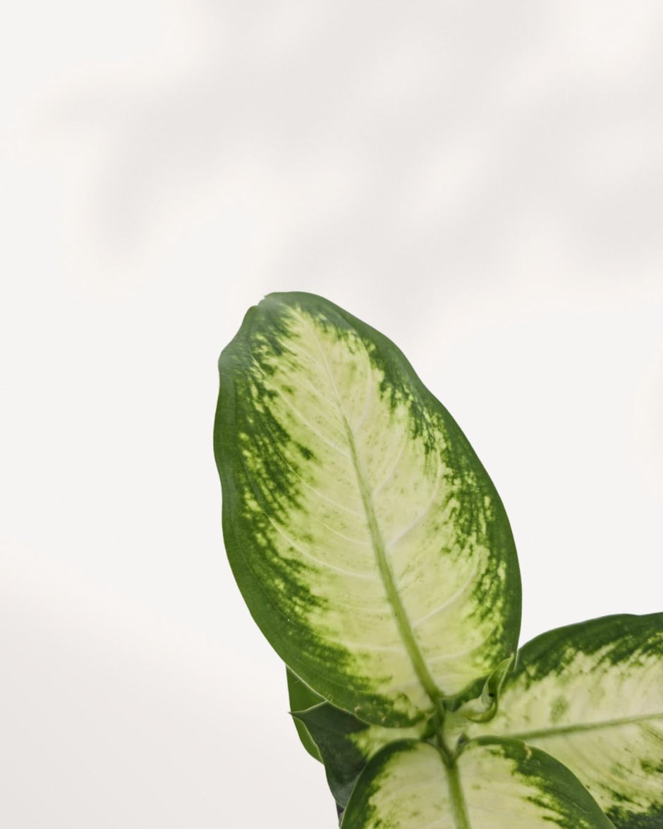 Dieffenbachia Plants - Vibrant & Easy-Care Indoor Options ...