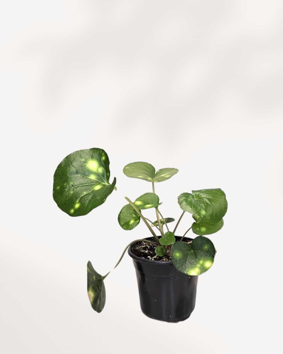 Firefly Leopard Plant – Bold Foliage Houseplant | Buy Online ...