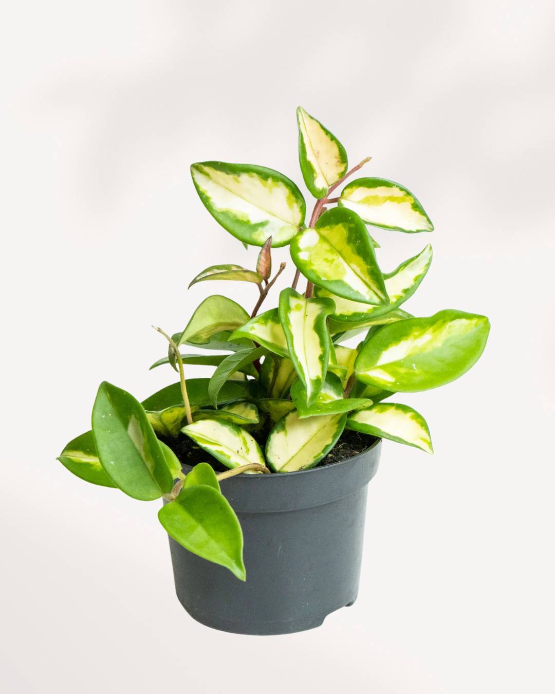 Hoya Carnosa Krimson Princess | Easy-Care Houseplant