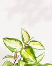 Hoya Carnosa Krimson Princess | Easy-Care Houseplant | Mygreenscape ...