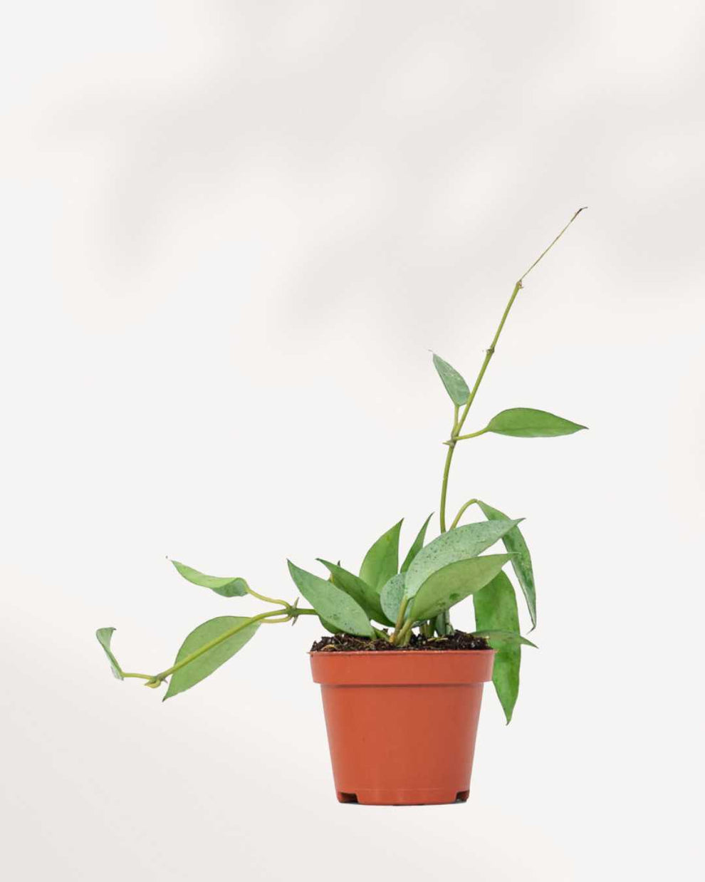 Hoya Krohniana Silver | Buy Online - Indoor Plant | Mygreenscape | Buy ...
