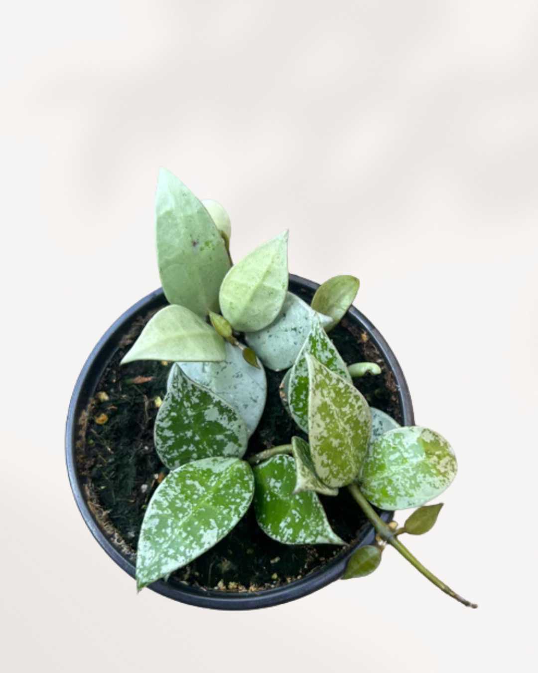 Hoya Krohniana Silver | Buy Online - Indoor Plant