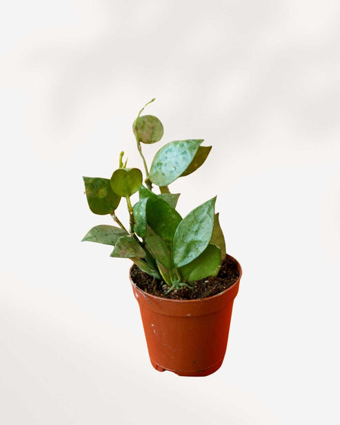 Hoya Krohniana Silver | Buy Online - Indoor Plant
