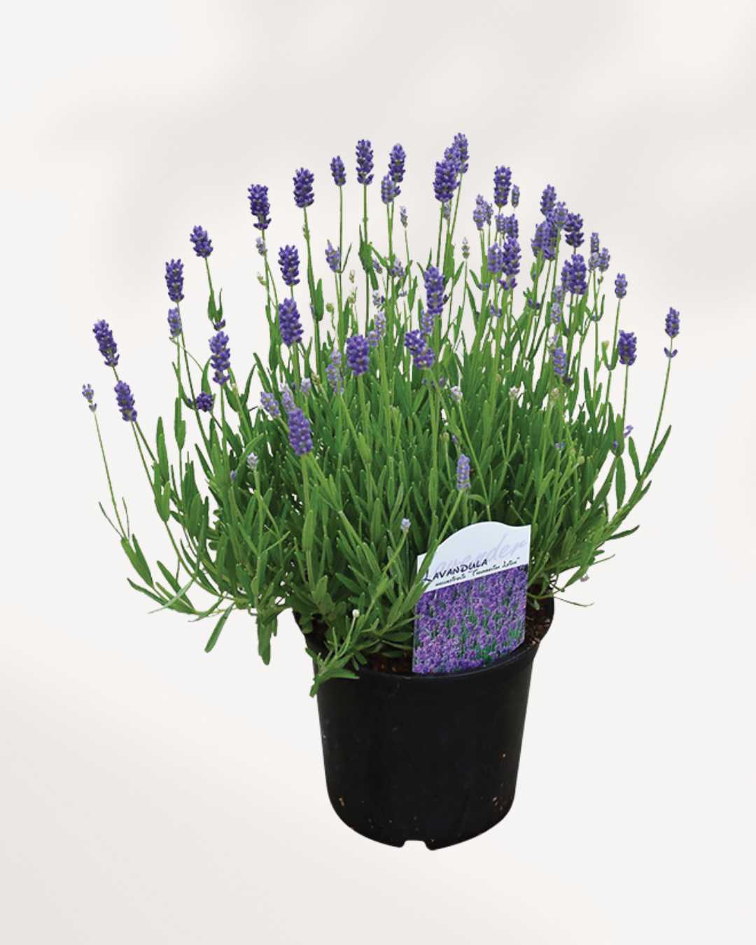 Lavender Plant | Buy Lavender Online | Aromatic & Easy Care