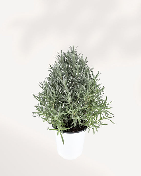 Lavender Plant | Buy Lavender Online | Aromatic & Easy Care ...