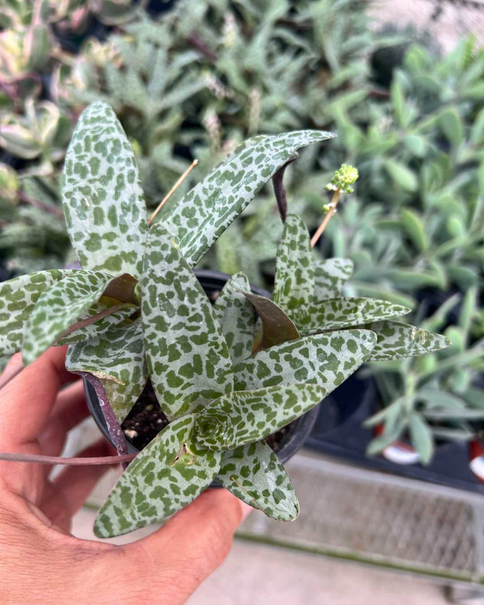 Ledebouria Petiolata Leopard Lily - Buy Online - Unique & Hardy ...