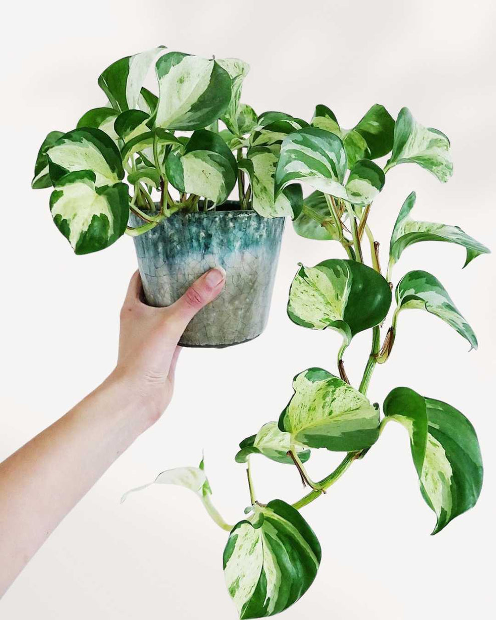 Buy Pothos Manjula Online | Stunning Variegated Pothos for Your Home