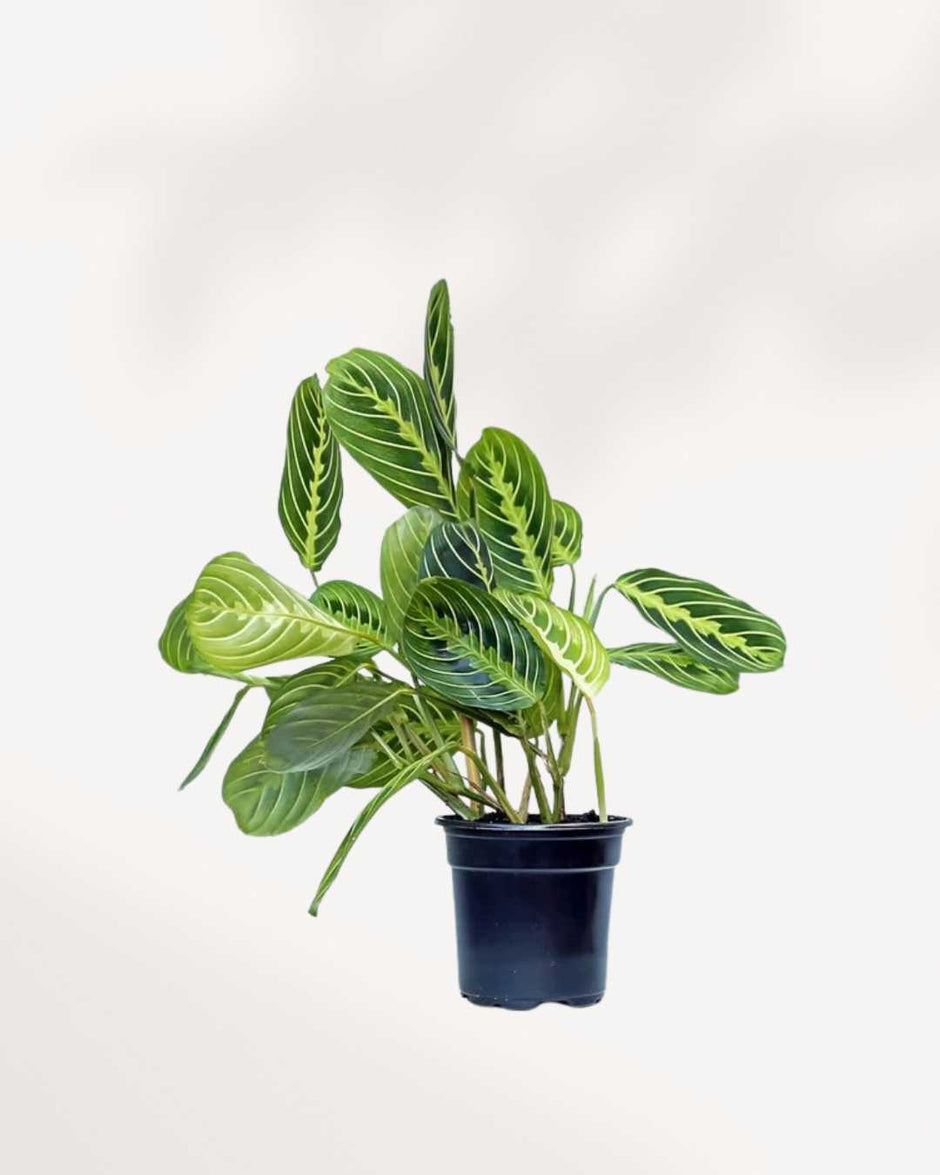 Calathea Plants - Enhance Your Space with Vibrant Greenery ...