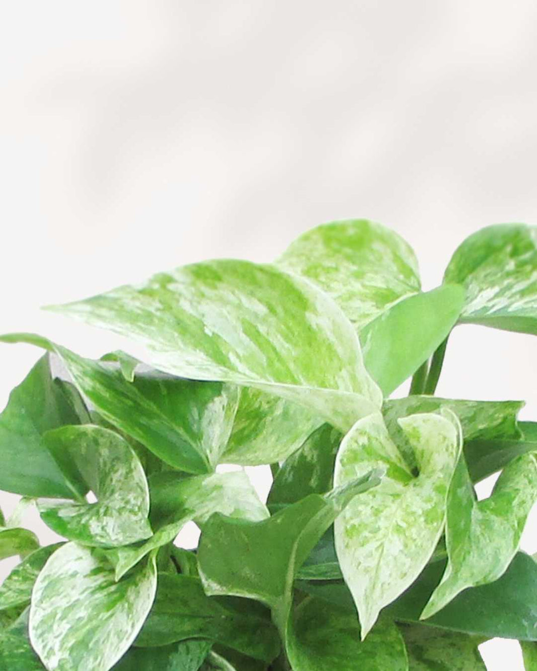 Buy Pothos Plants Online - MyGreenscape Nursery | Mygreenscape | Buy ...