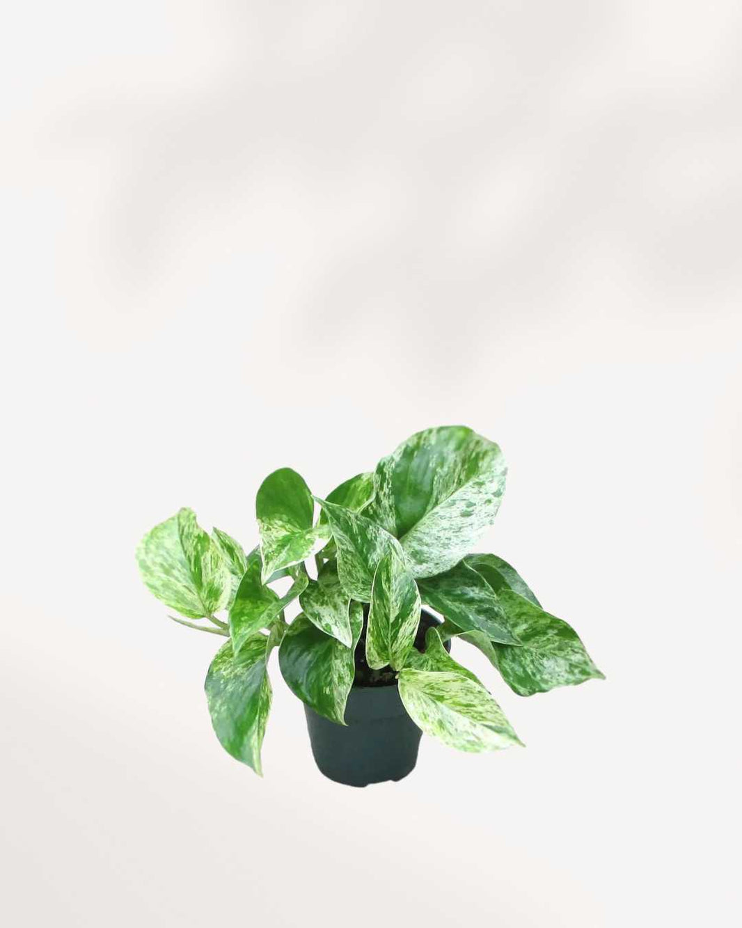 Buy Pothos Plants Online - MyGreenscape Nursery | Mygreenscape | Buy ...
