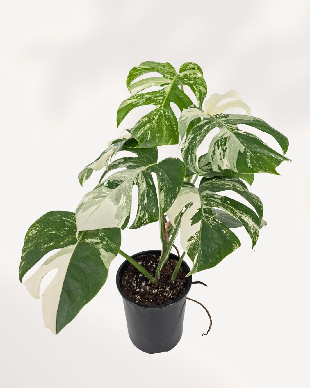 Shop Monstera Plants - Lush & Tropical | Mygreenscape | Mygreenscape ...