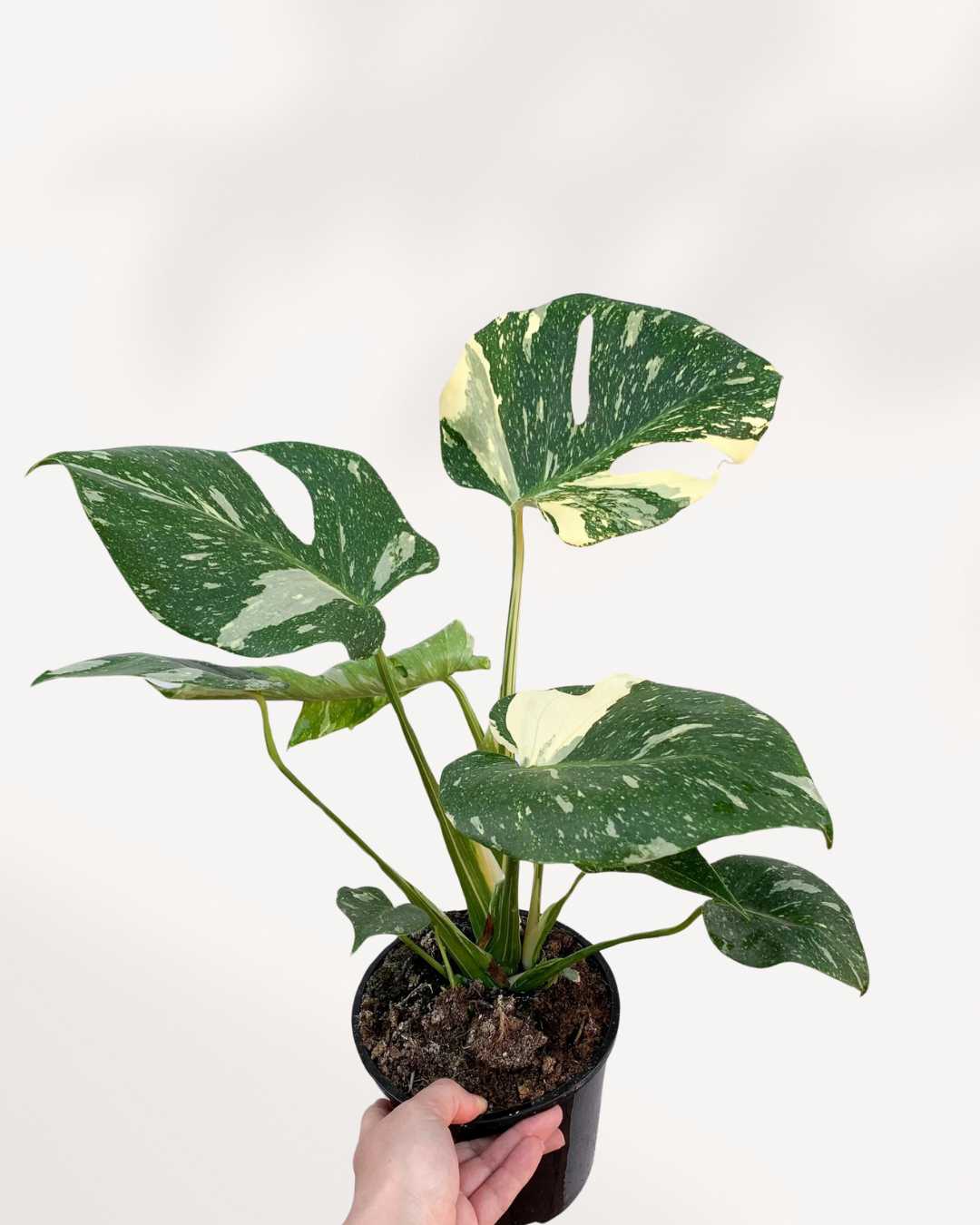 Thai Constellation Monstera: Easy Care & Elegant