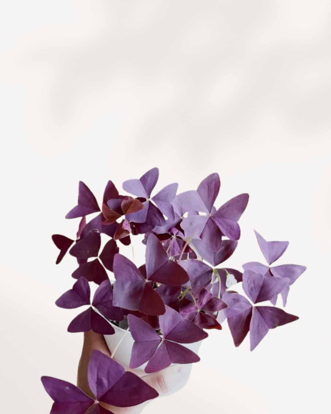 Oxalis Shamrock | Buy Online - Elegant, Easy-Care Houseplant ...