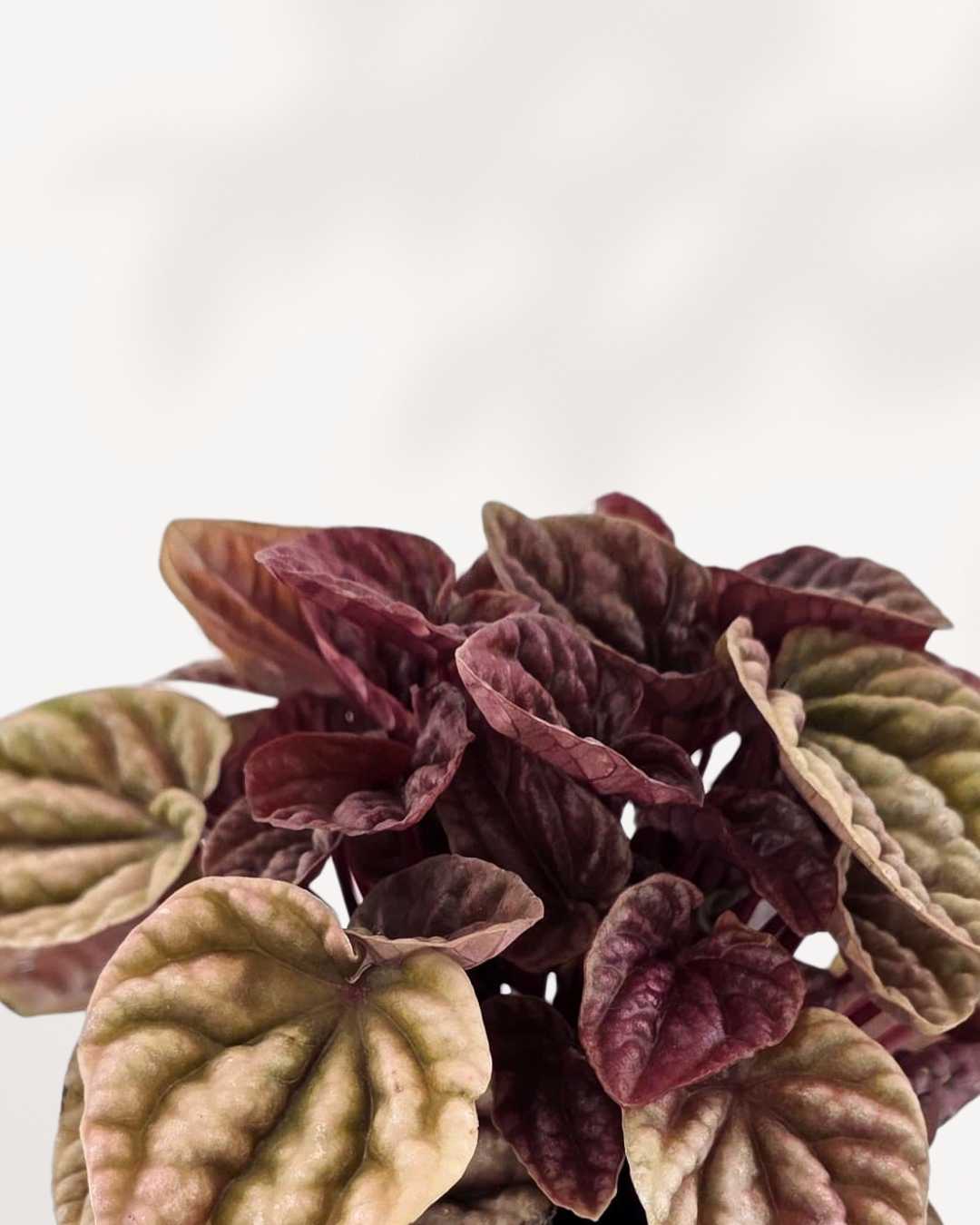Peperomia Caperata Quito | Rare Pet-Friendly Houseplant | Mygreenscape ...