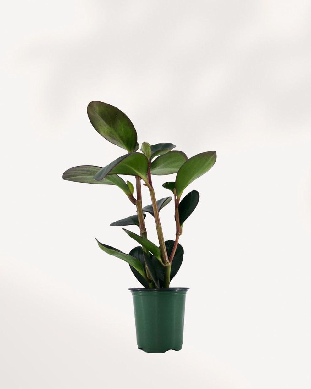 Peperomia Red Margin | Low-Maintenance Indoor Plant | Mygreenscape ...