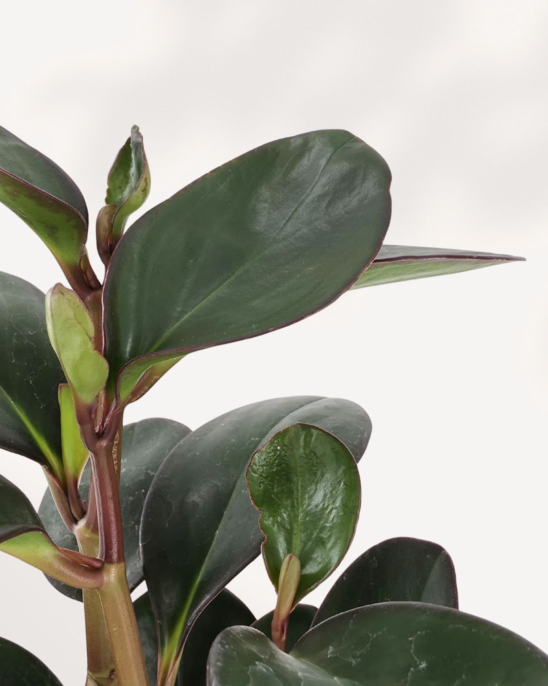Peperomia Red Margin | Low-Maintenance Indoor Plant | Mygreenscape ...