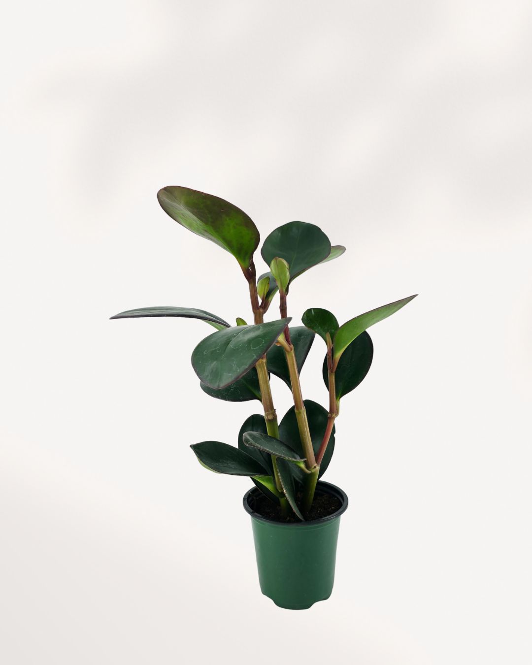 Peperomia Red Margin | Low-Maintenance Indoor Plant | Mygreenscape ...