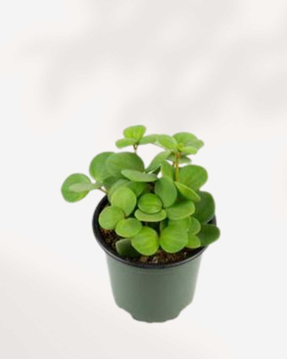 Peperomia Hope | Buy Online - Easy-Care Houseplant with Unique Foliage